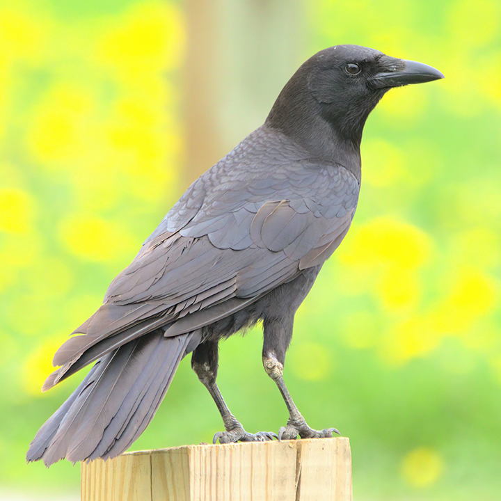 California, Raven or Crow | BirdForum